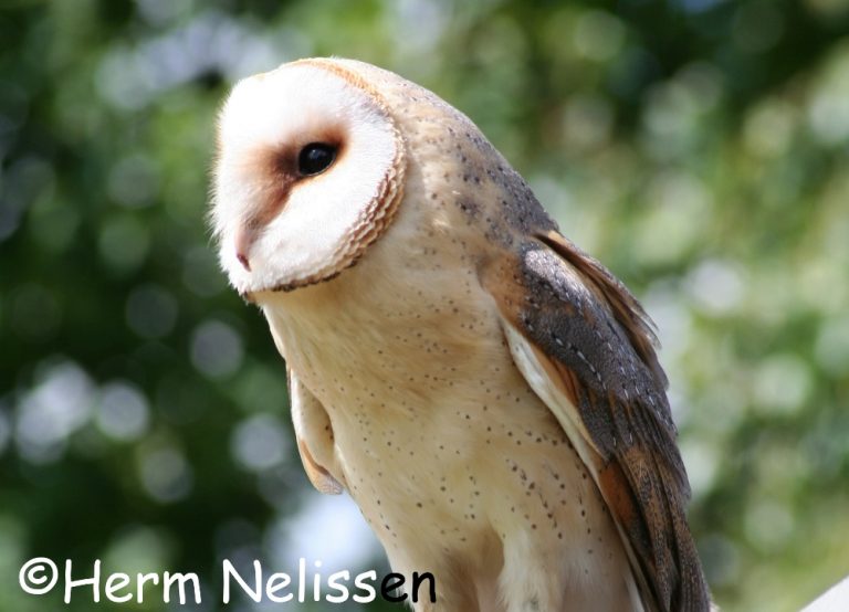 Kerkuil | Vogelwerkgroep het Hökske